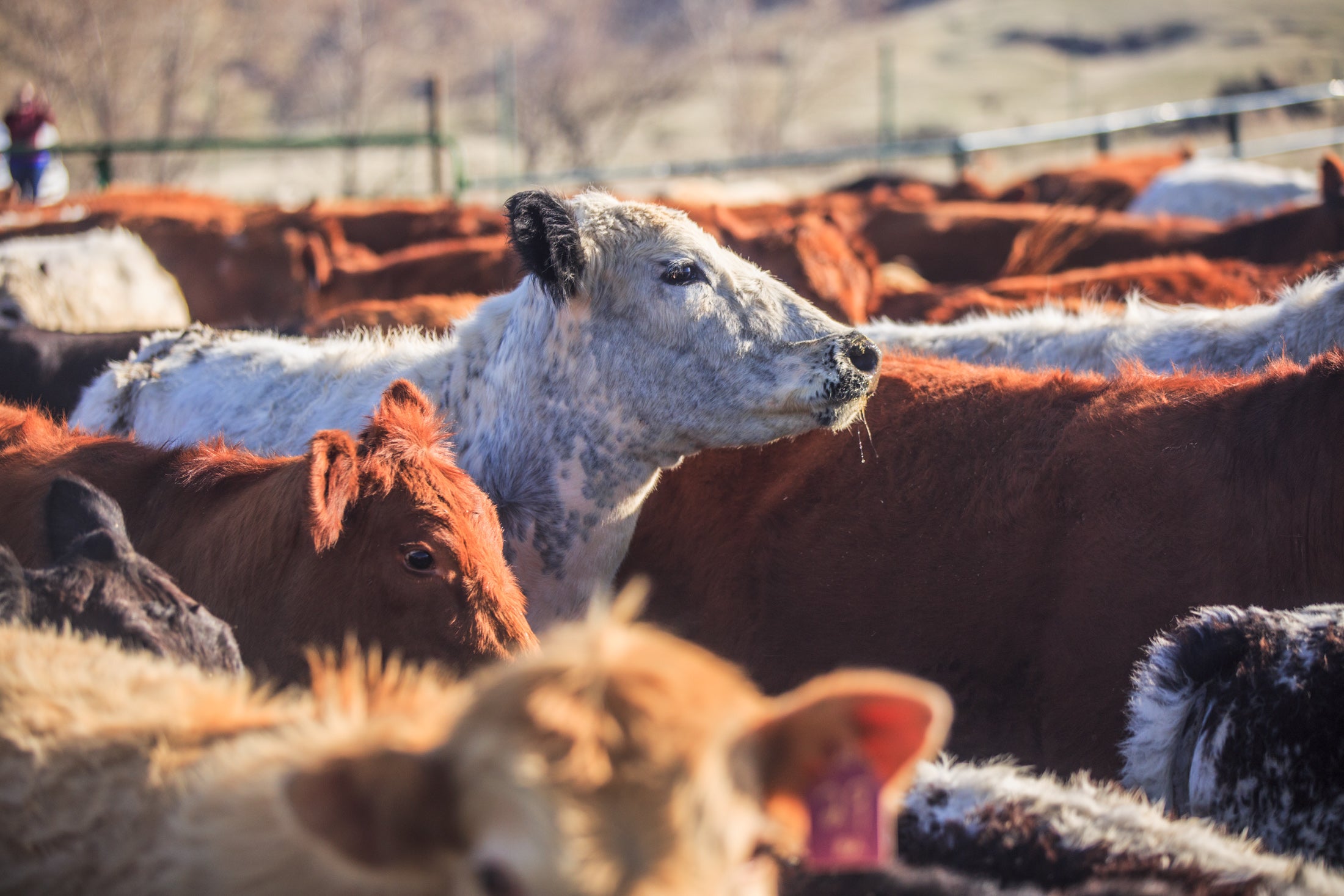 Local, Grassfed Beef | Boise, ID | Stack Rock Ranch